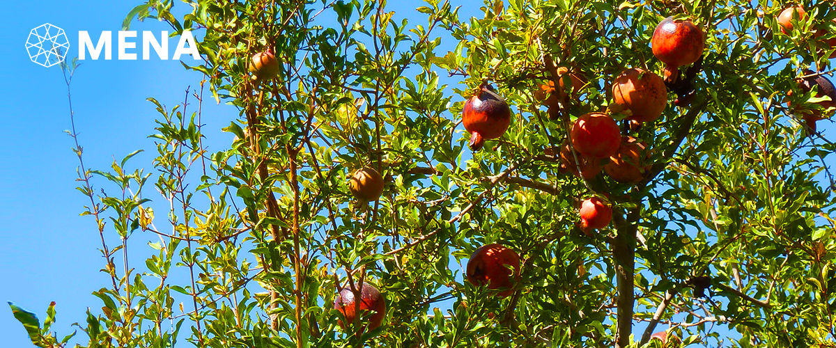 Middle East and North Africa (MENA) Studies Centre - Toronto ...