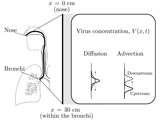 Modelling how the flu virus spreads within the respiratory tract ...