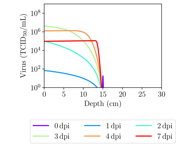 Modelling how the flu virus spreads within the respiratory tract ...
