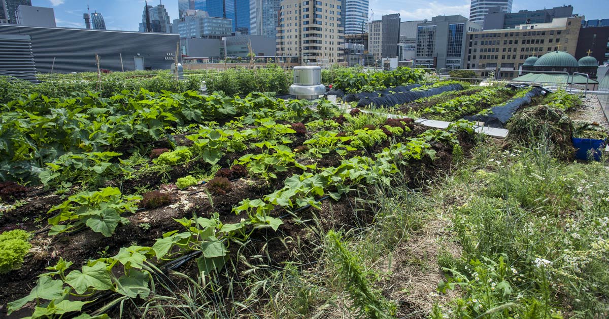 Urban Farm - University Business Services - Toronto Metropolitan ...