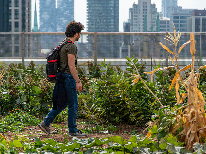 You're invited: Summer Open Farm at the DCC rooftop - University ...