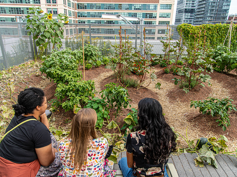You're invited: Summer Open Farm at the DCC rooftop - University ...