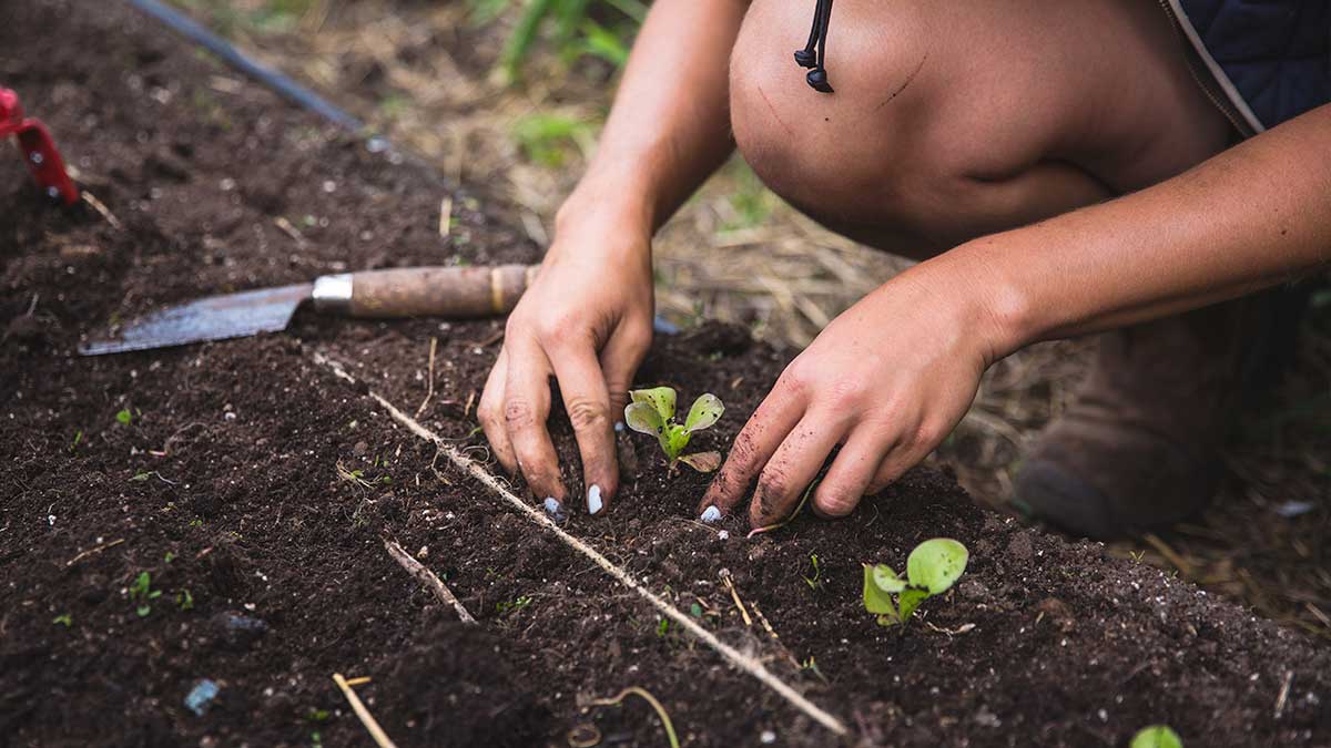 Crop Reference Chart: Transplanted Crops - University Business Services ...